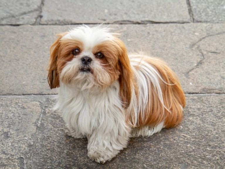 Shih Tzu Chihuahua Poodle Mix: Meet the Shi-Chi-Poo!