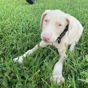 Albino Doberman: How A Rare Dog Changed Everything