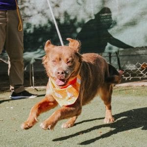 Fluffy Pit Bull: Meet the Hippie Pittie