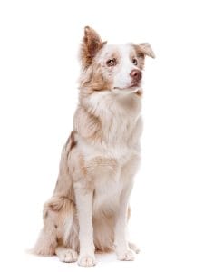 Lilac Border Collie: One of the Rarest Colors Explained!