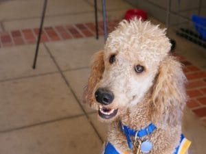 Goldendoodle Golden Retriever Mix: Ultimate Breed Guide