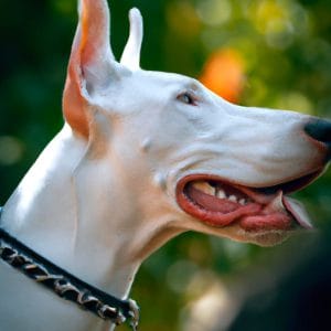 Albino Doberman: How A Rare Dog Changed Everything