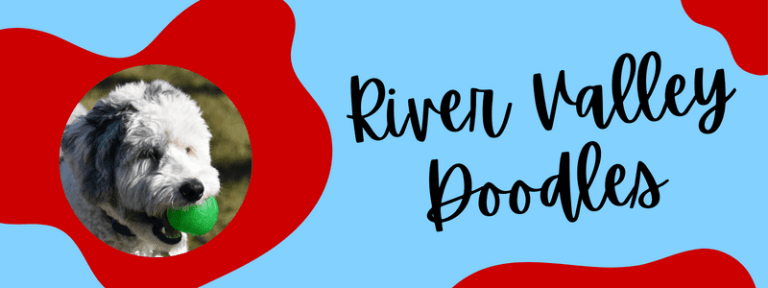 River Valley Doodles: Reviews, Breeder Info, & More!