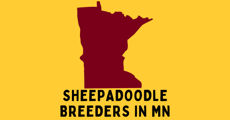 Best Sheepadoodle Breeders in Minnesota (2024)