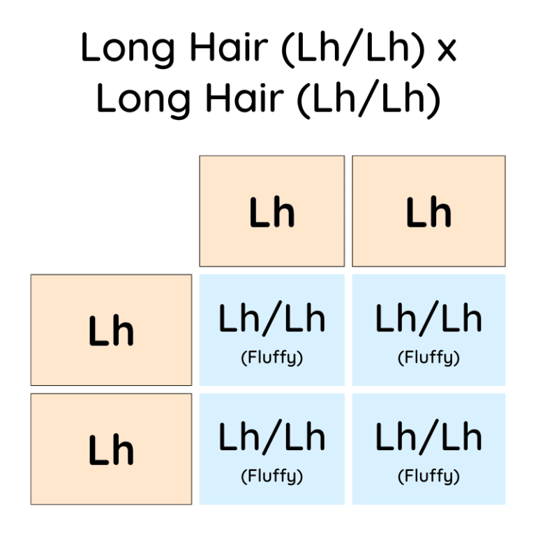Fluffy English Bulldog: The Risky Price of Fluffiness