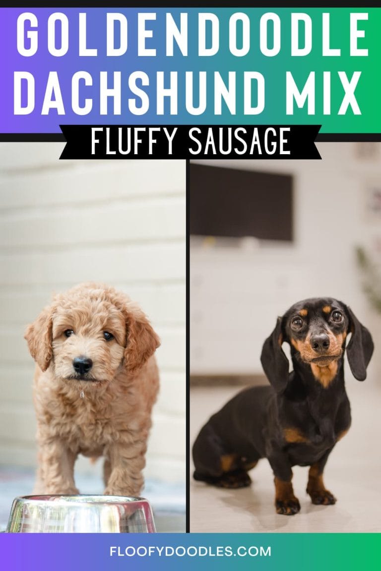 Goldendoodle Dachshund Mix: Meet the Fluffy Sausage