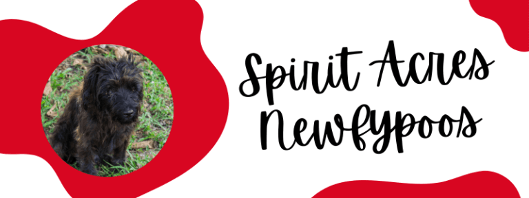 Best Newfypoo Breeders in Canada (2025)