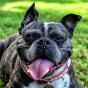 85 Rare French Bulldog Mixes