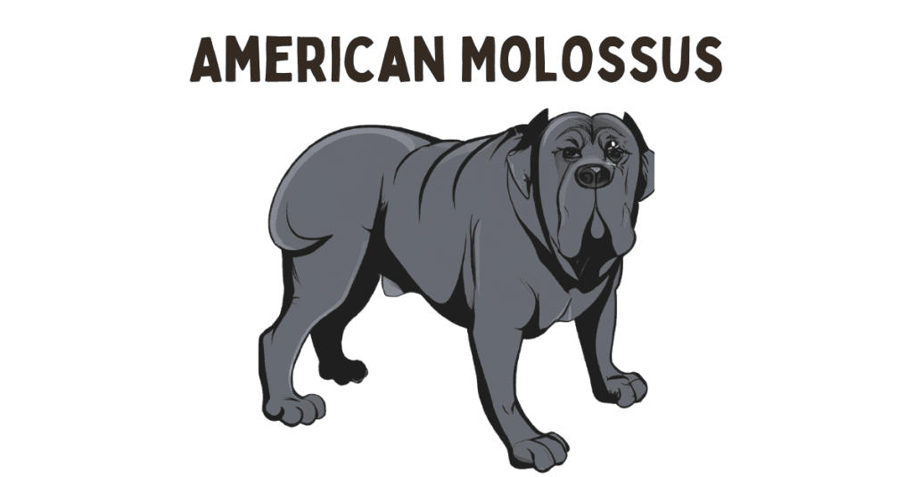 American Molossus: Meet the World’s Biggest Dog Breed