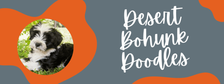 Newfypoo Breeders in Arizona (2025)