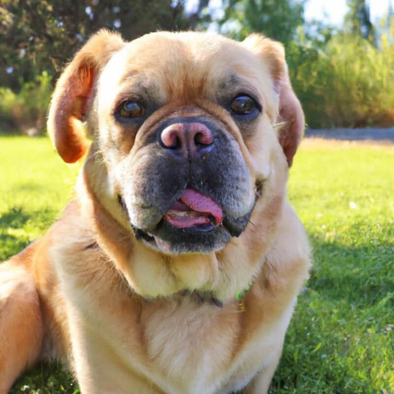 85 Rare French Bulldog Mixes