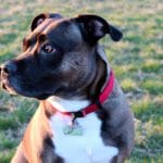 85 Rare French Bulldog Mixes