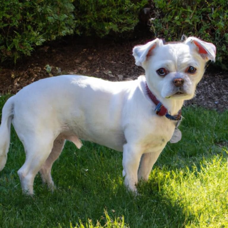 85 Rare French Bulldog Mixes