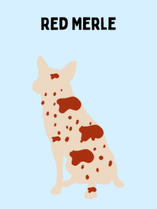 Texas Heeler Colors: A Quick Guide to Coat Variations