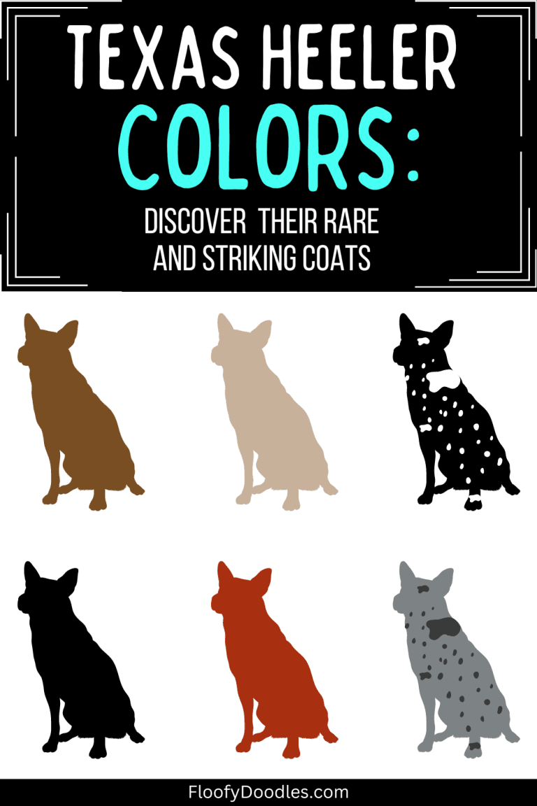 Texas Heeler Colors: A Quick Guide to Coat Variations