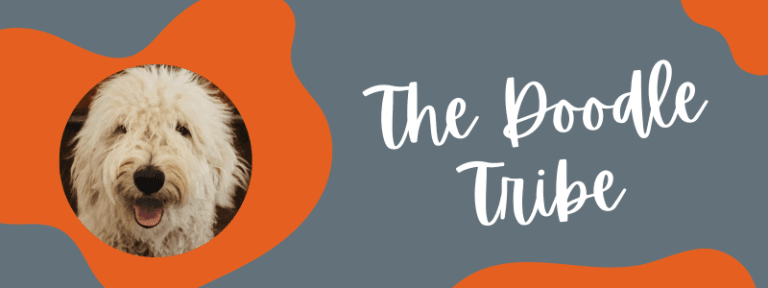 Newfypoo Breeders in Arizona (2025)