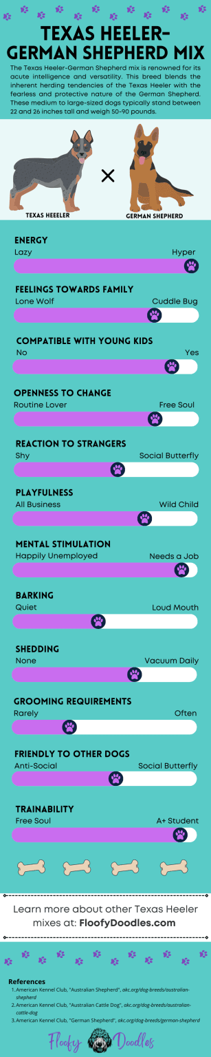 Texas Heeler German Shepherd Mix: A Truly Dynamic Duo