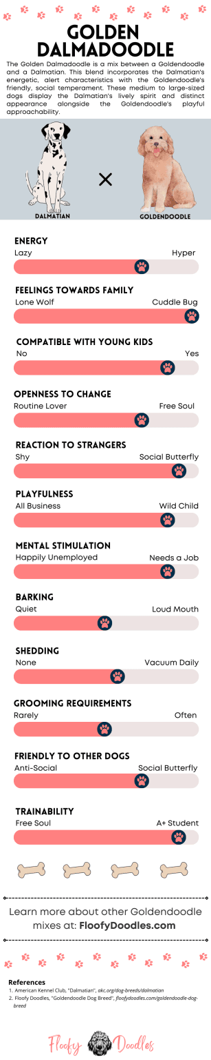 Goldendoodle Dalmatian Mix: A Spot Of Gold (Breed Guide)