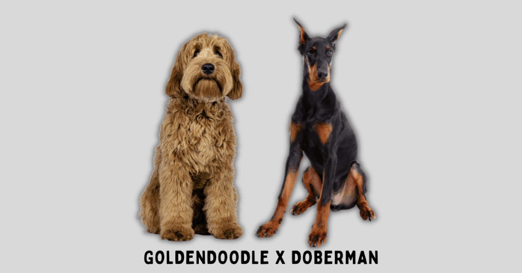 Goldendoodle Doberman Mix: When Curls Meet Courage