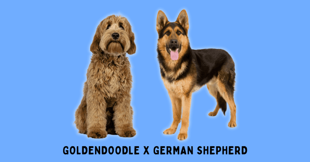 German Shepherd Goldendoodle Mix (Complete Breed Guide)