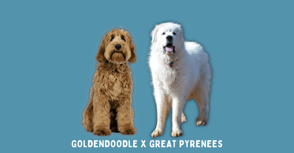 Goldendoodle Great Pyrenees Mix (Ultimate Breed Guide)
