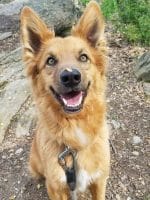 Coydog: When Coyote Meets Domestic Dog (Quick Guide)