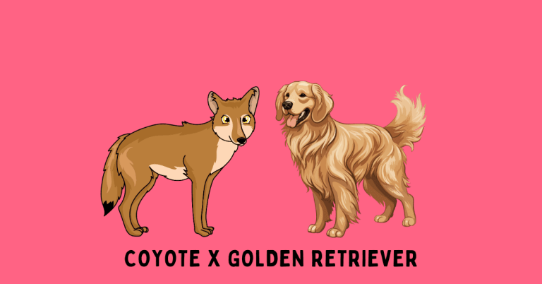 Coyote Golden Retriever Mix: Complete Breed Guide