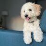 Goldendoodle Bichon Frise Mix: Meet the Golden Poochon!