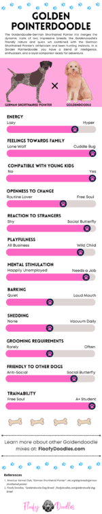 Meet The Goldendoodle German Shorthaired Pointer Mix