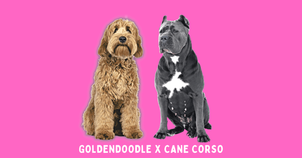 Goldendoodle Cane Corso Mix: The Golden Canoodle