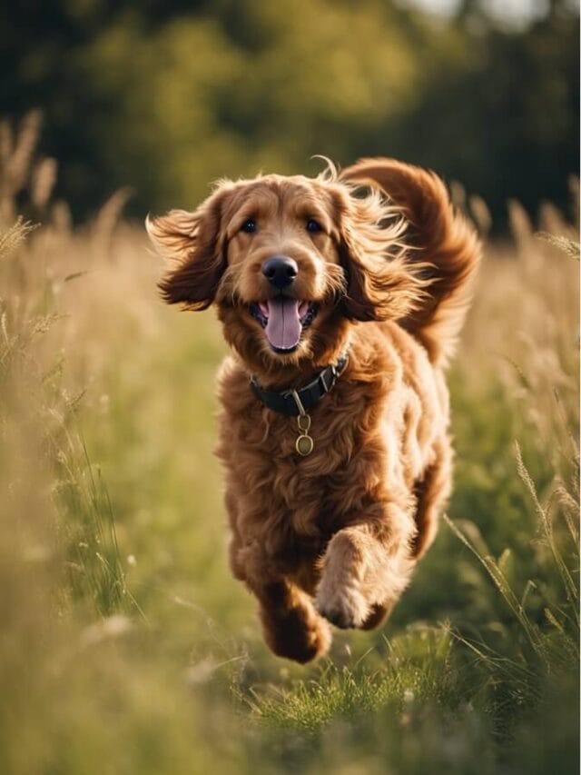 Goldendoodle Irish Setter Mix: Meet the Golden Irish Doodle