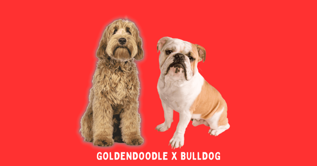 Bulldog Goldendoodle Mix: The Golden Bulldoodle